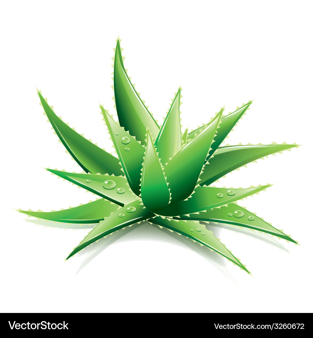 Aloe vera isolated Royalty Free Vector Image - VectorStock