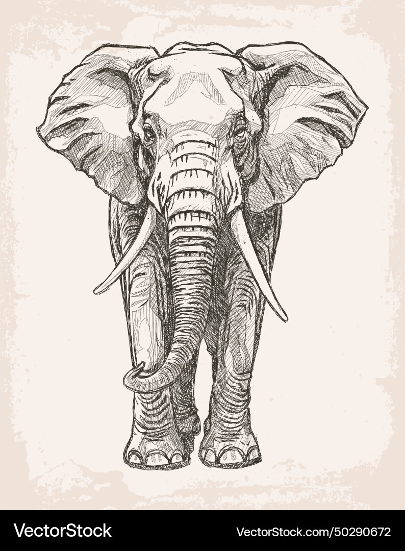 Hand-Drawn Elephant Sketch Royalty Free Vector Image
