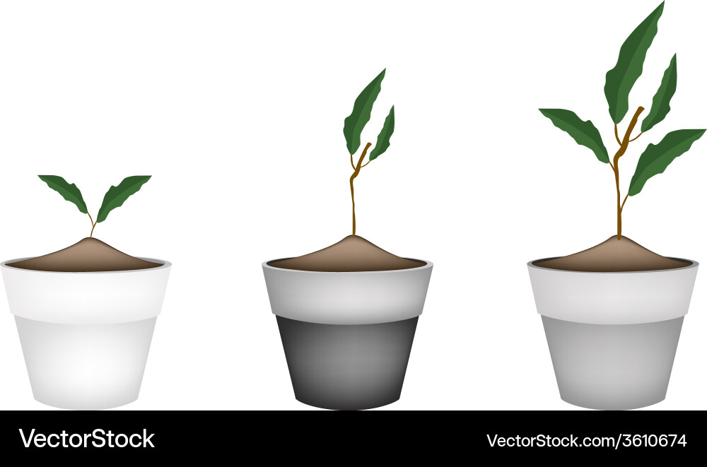 Beautiful ornamental trees in ceramic flower pots Vector Image