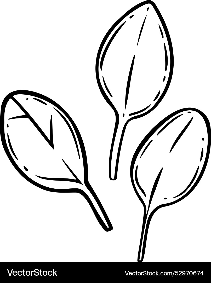 Three spinach leaves Royalty Free Vector Image