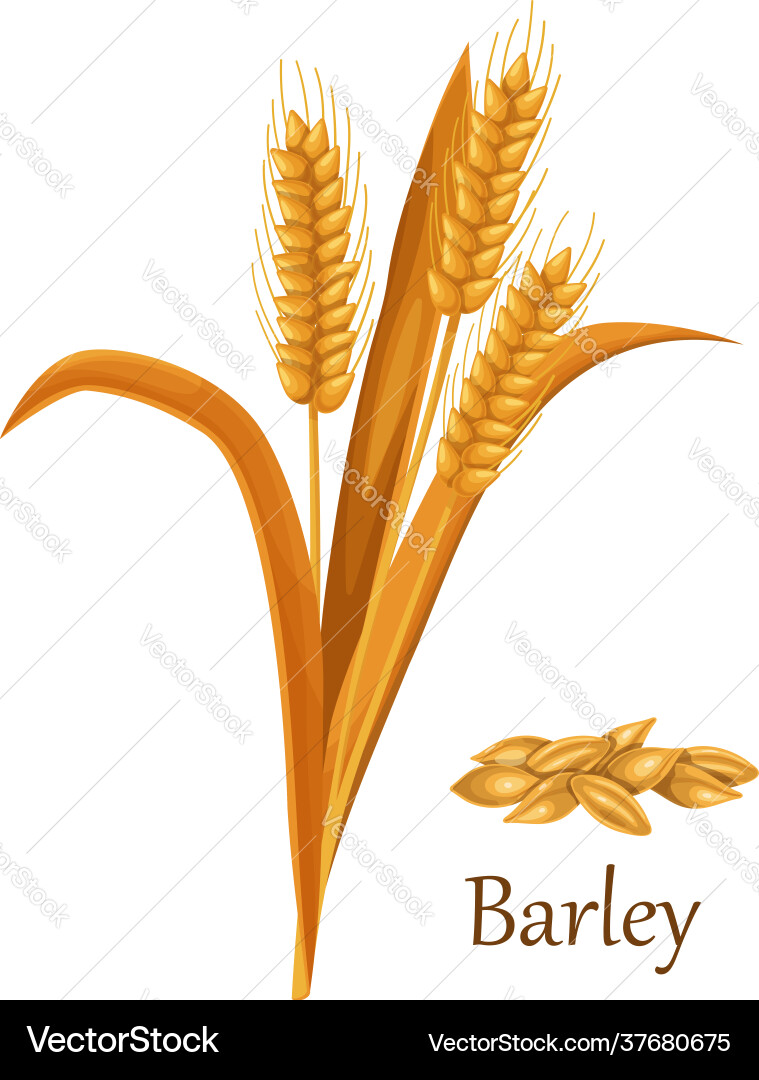 Barley Grains and Seeds Royalty Free Vector Image