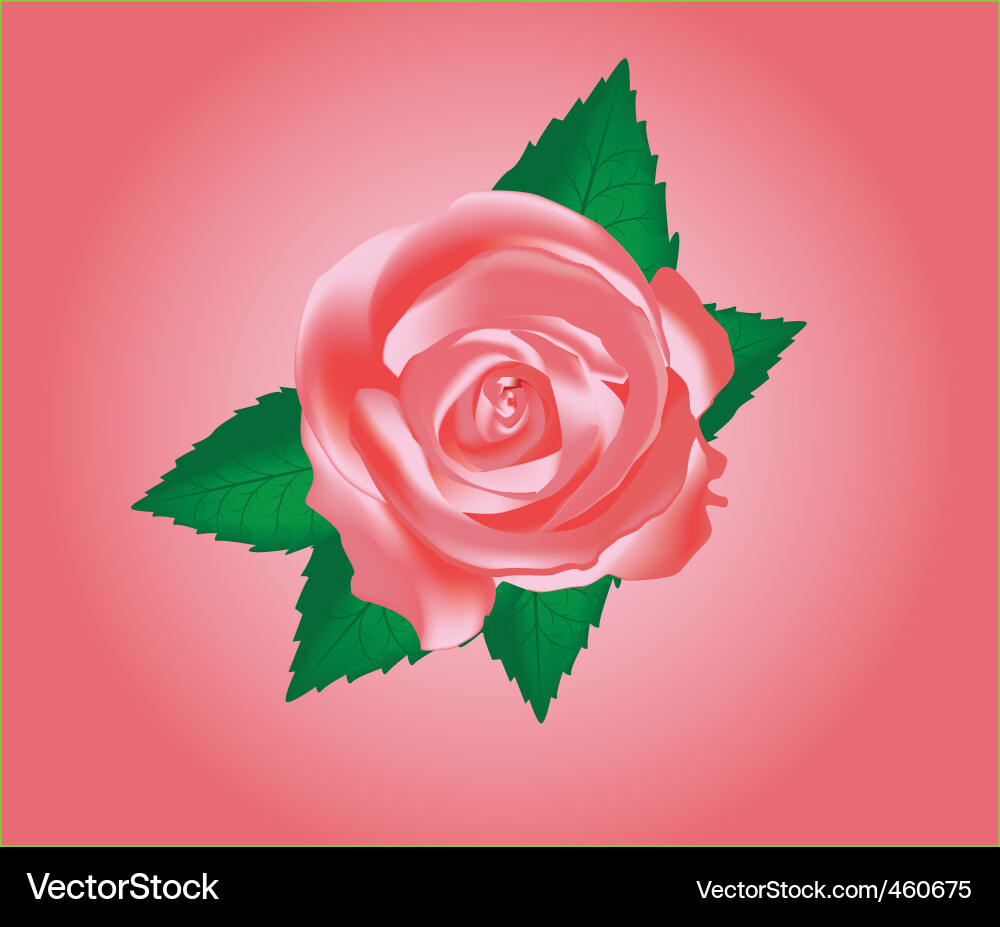 Pink rose Royalty Free Vector Image - VectorStock