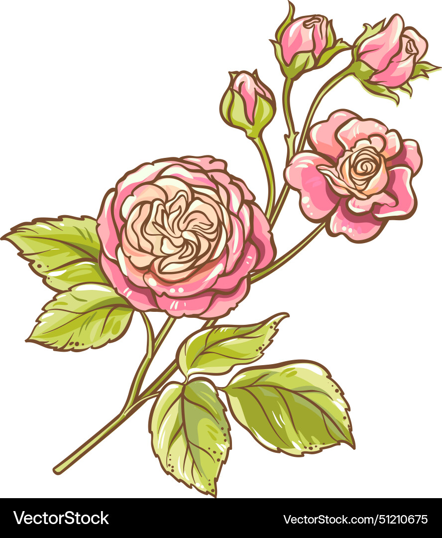 Rose branch colored detailed Royalty Free Vector Image