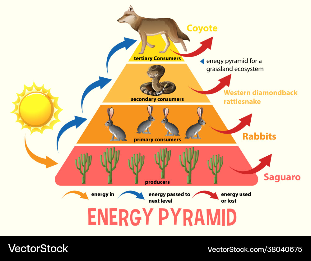Science simplified ecological pyramid Royalty Free Vector