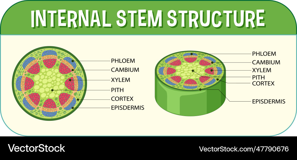 Internal structure of stem diagram Royalty Free Vector Image