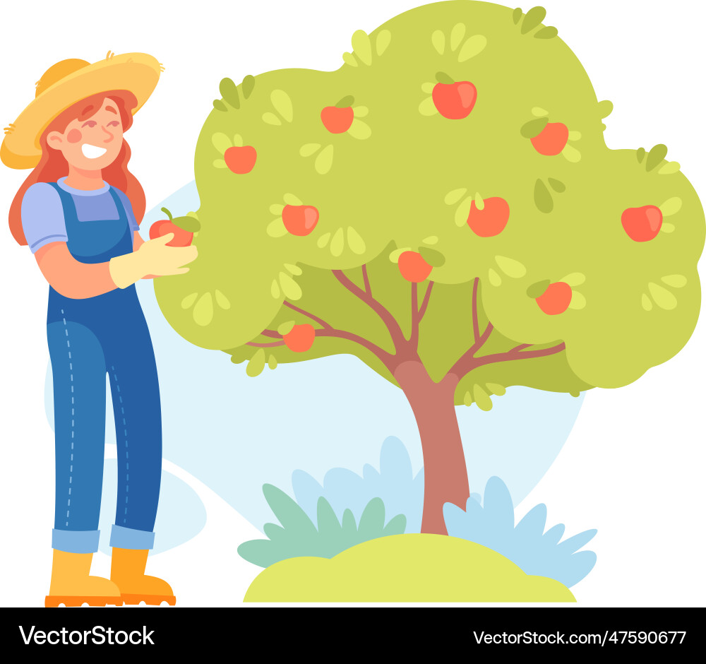 Harvesting Woman Character Picking Apples Vector Image