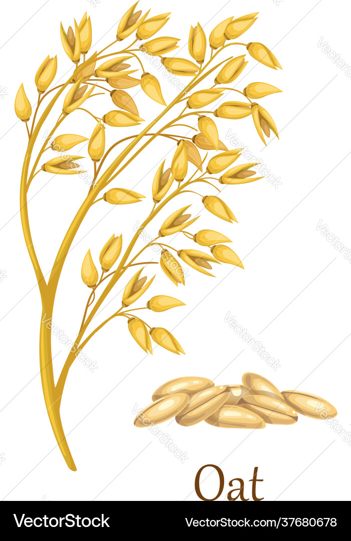 Oat grass cereal crops Royalty Free Vector Image