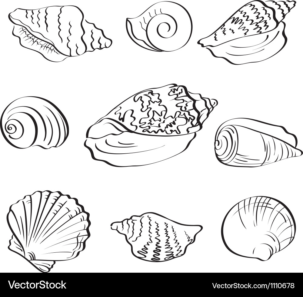 Set seashells outline Royalty Free Vector Image