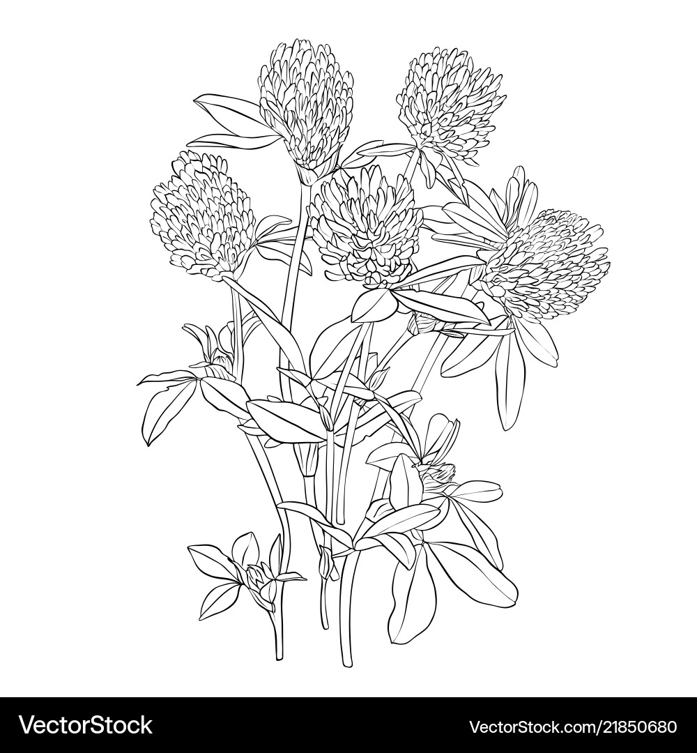 Drawing poppy flowers Royalty Free Vector Image