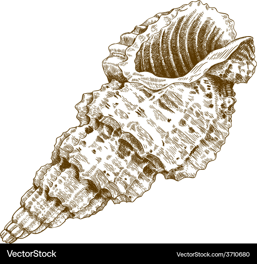 Queen Conch Vector Images (36)