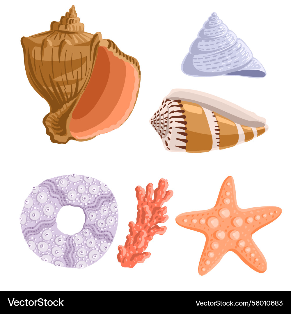 Drawing sea shell Royalty Free Vector Image - VectorStock