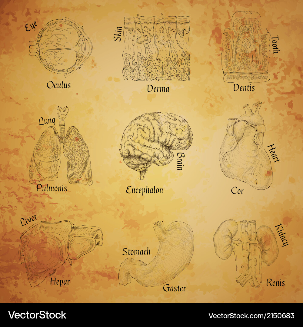 Human organs sketch Royalty Free Vector Image - VectorStock