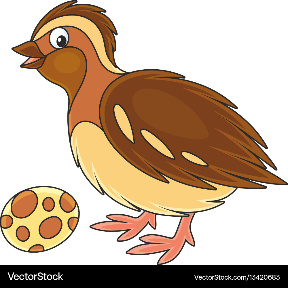 Quail Royalty Free Vector Image - VectorStock