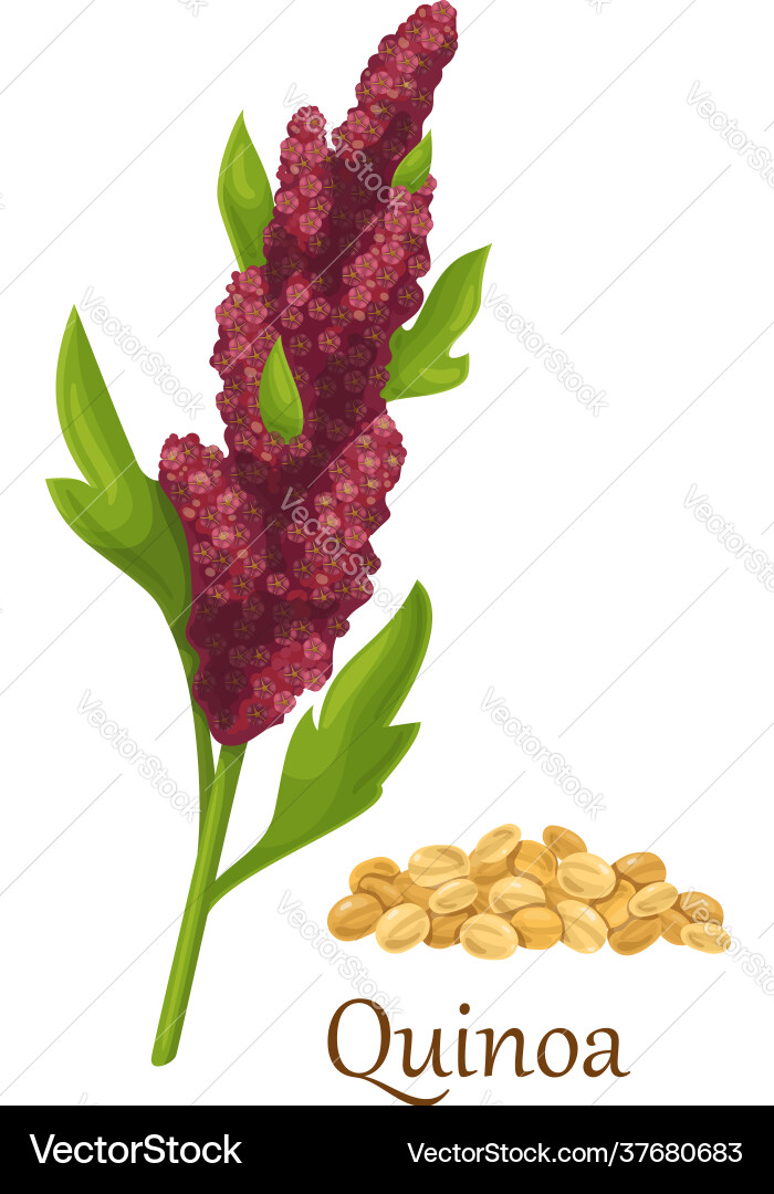 Quinoa grass cereal crops Royalty Free Vector Image