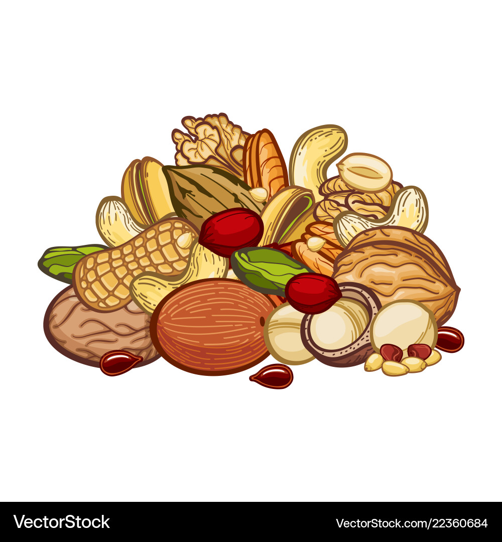 Nuts collection assortie isolated on white Vector Image