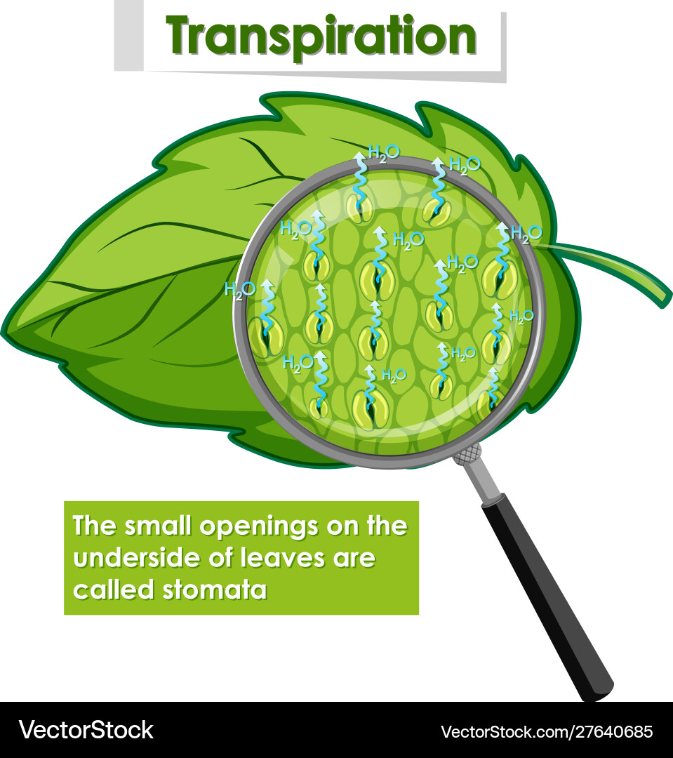 Transpiration Diagram Stomata Transpiration & Translocation | OCR GCSE
