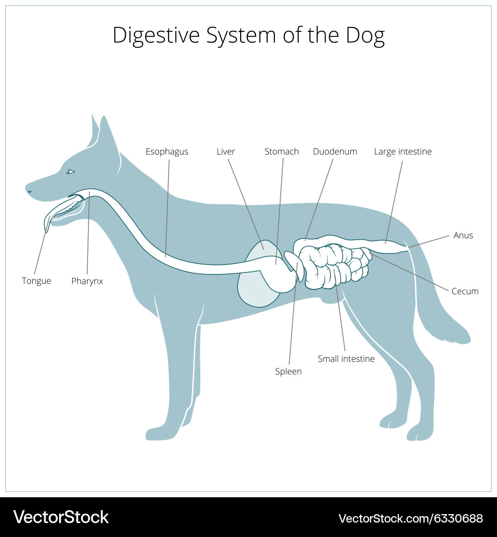 Digestive system of the dog Royalty Free Vector Image