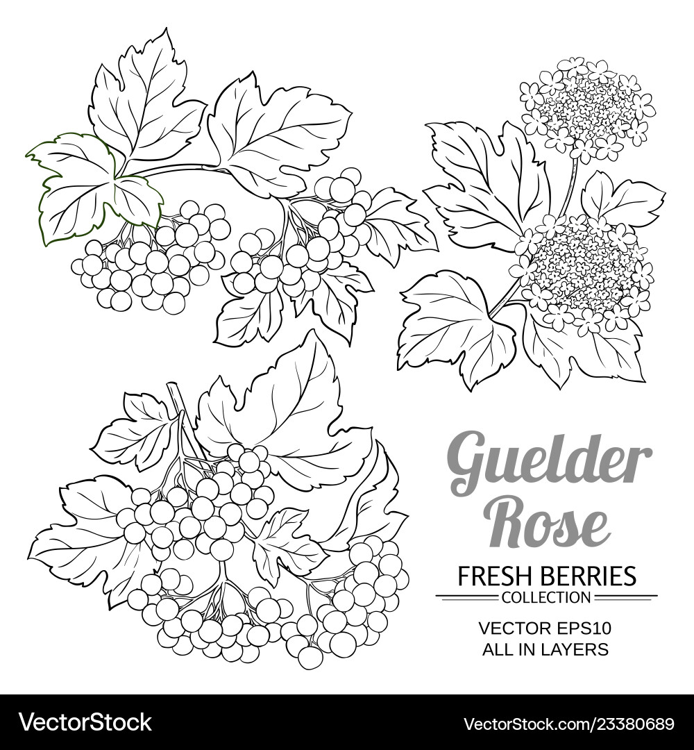 Guelder rose plant set on white background Vector Image