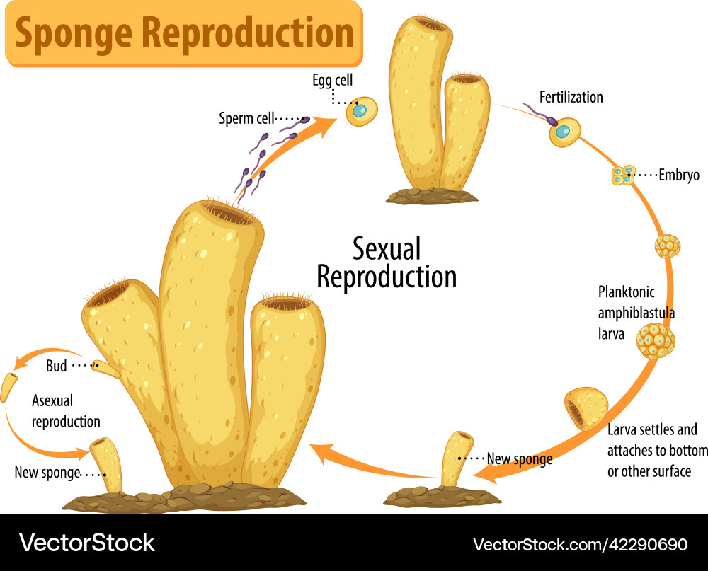Diagram showing sponge reproduction Royalty Free Vector