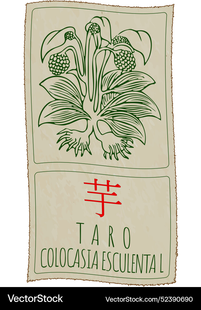 Drawing taro in chinese hand drawn Royalty Free Vector Image