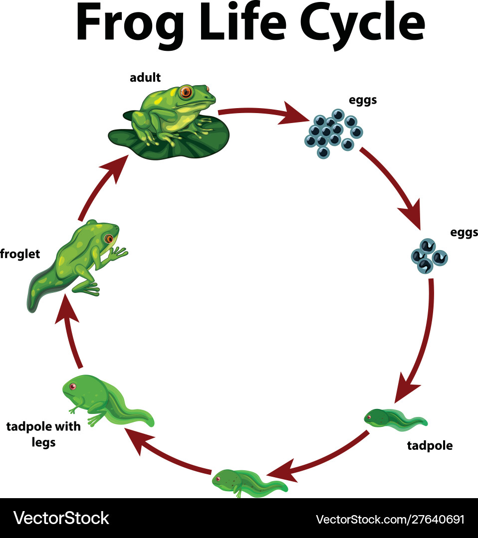 Diagram showing life cycle frog Royalty Free Vector Image