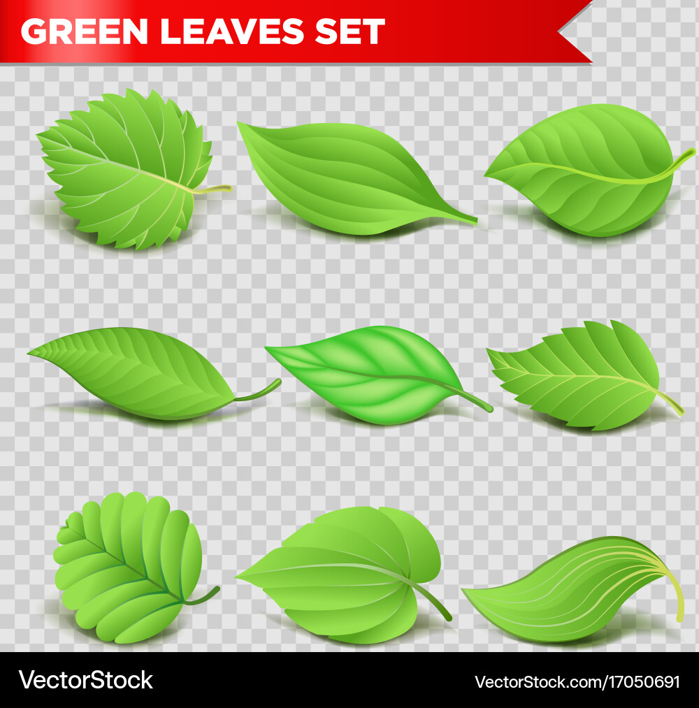Green leaf 3d realistic icons eco environment Vector Image