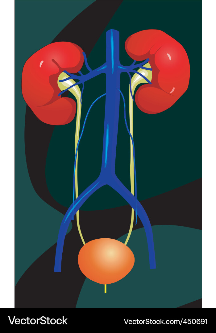 Urinary system Royalty Free Vector Image - VectorStock