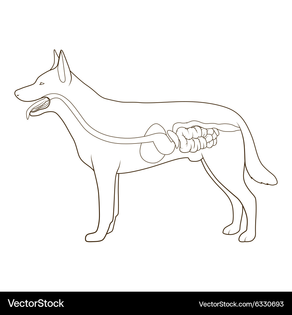 Dog Digestive System Anatomy Royalty Free Vector Image