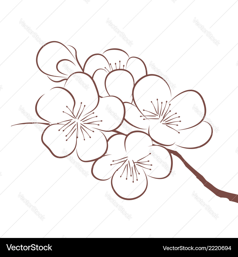 Cherry Blossom Vector Outline