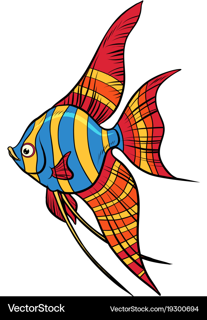 Isolated freshwater angelfish aquarium fish Vector Image