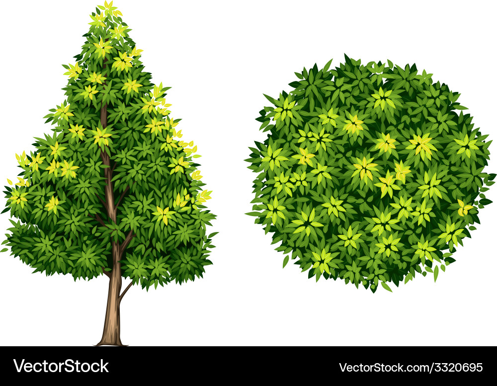 A southern magnolia plant Royalty Free Vector Image