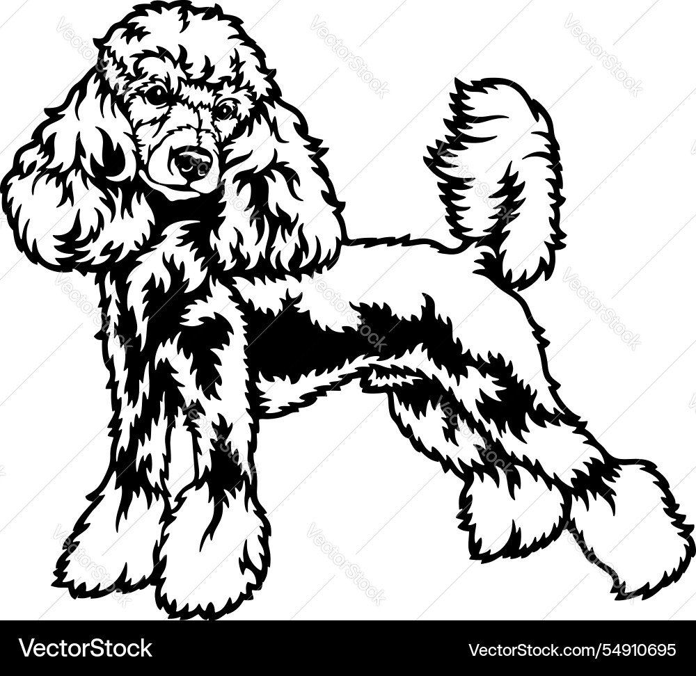 Poodle dog breed - pet cut file Royalty Free Vector Image