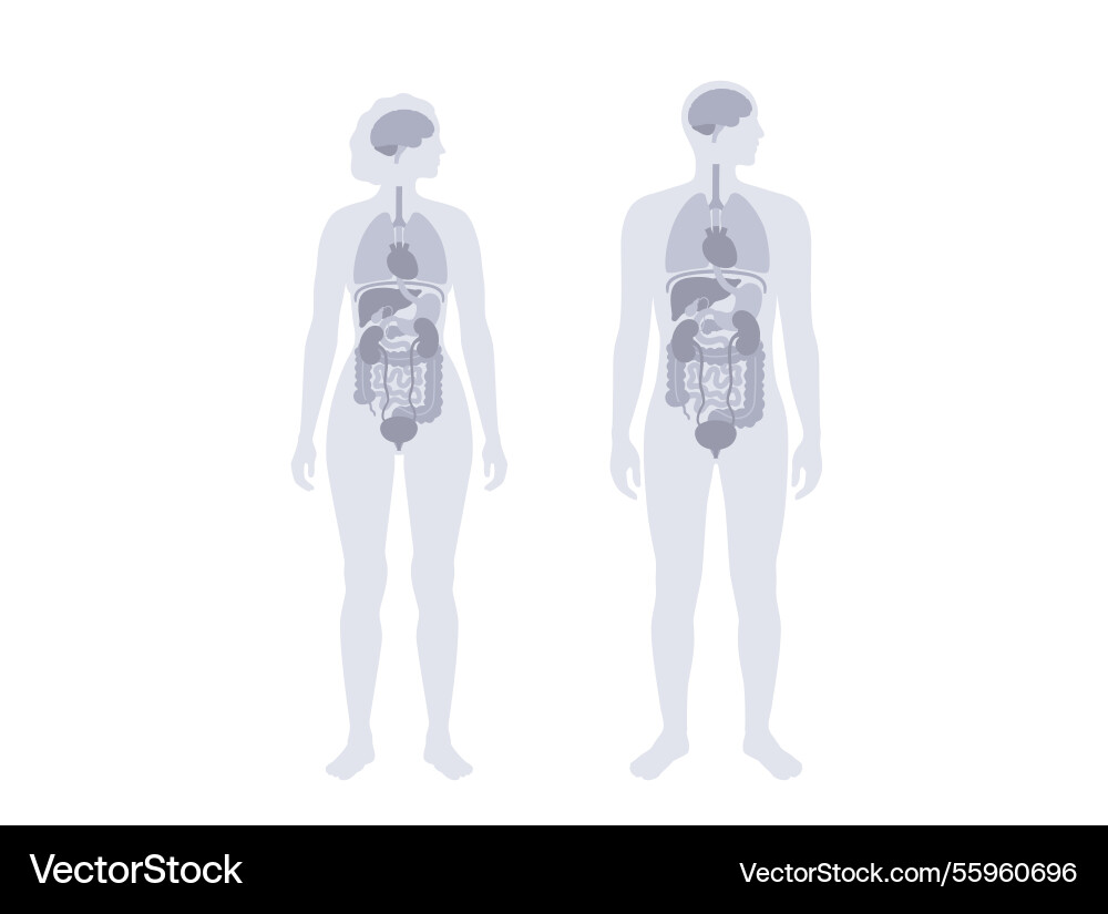 Human internal organs Royalty Free Vector Image