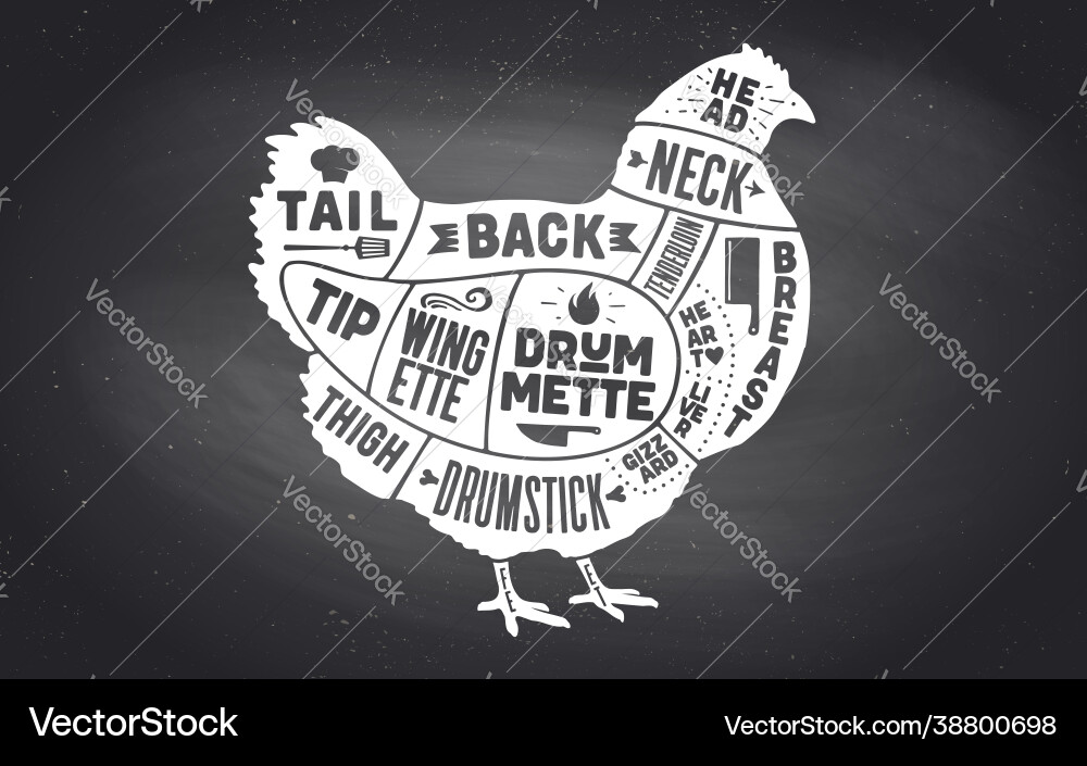 Chicken hen scheme diagram chart Royalty Free Vector Image