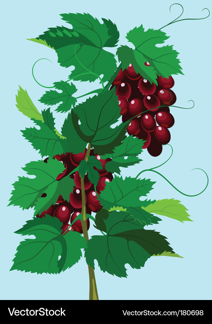 Grapevine Royalty Free Vector Image - VectorStock