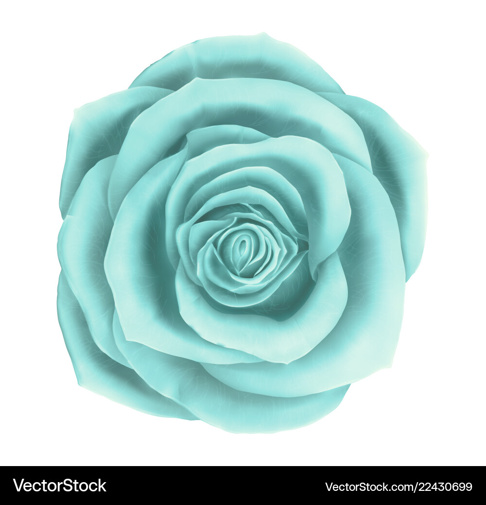 Beautiful blue rose floral decorative Royalty Free Vector