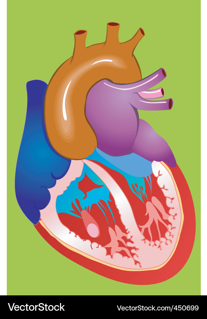 Heart Royalty Free Vector Image - VectorStock