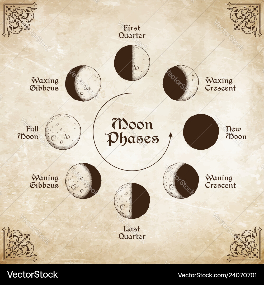 Antique style moon phases circle Royalty Free Vector Image