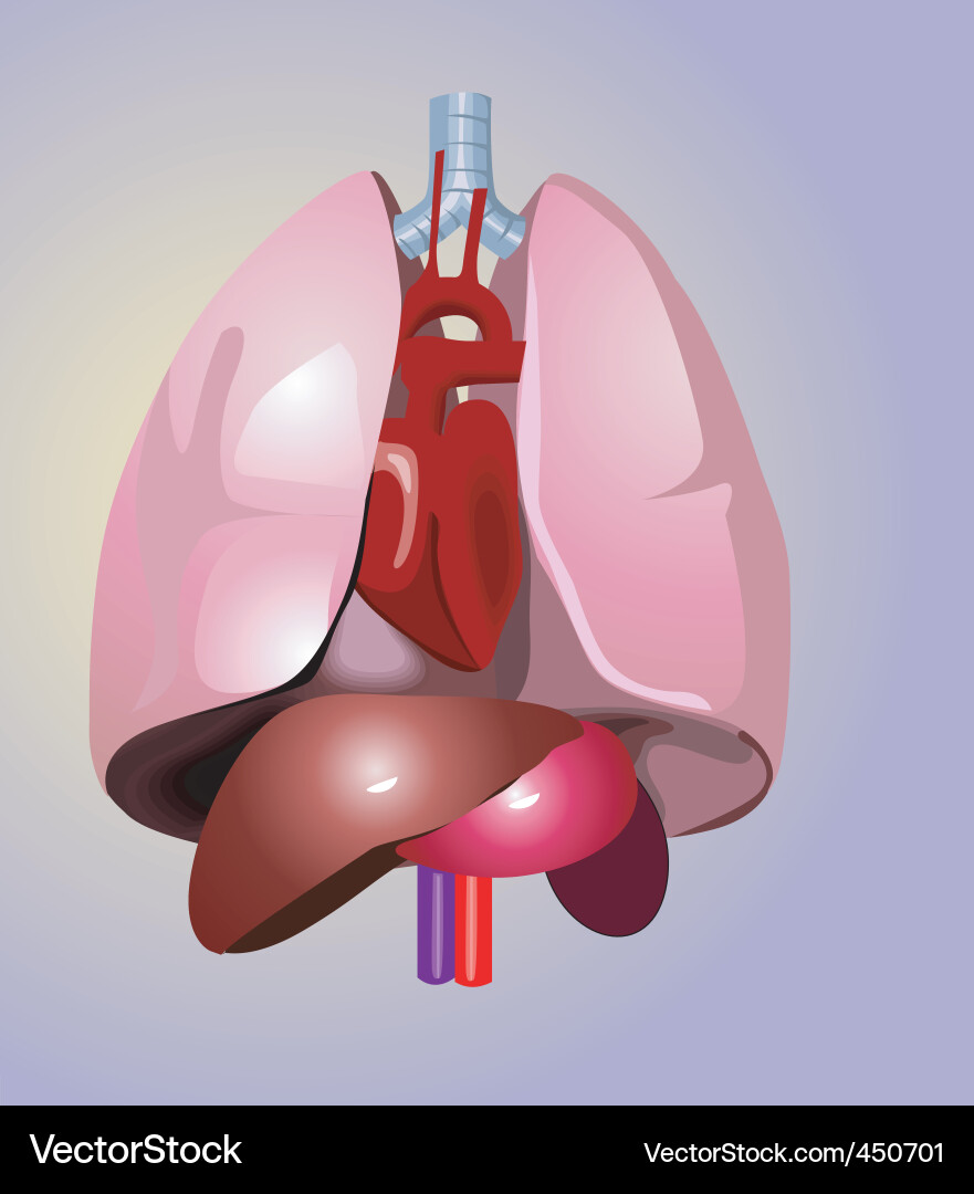 Human Respiratory System Royalty Free Vector Image