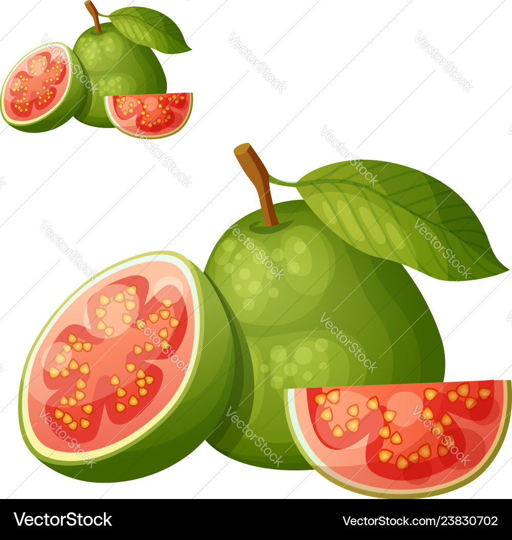 Guava fruit cartoon icon isolated on white Vector Image
