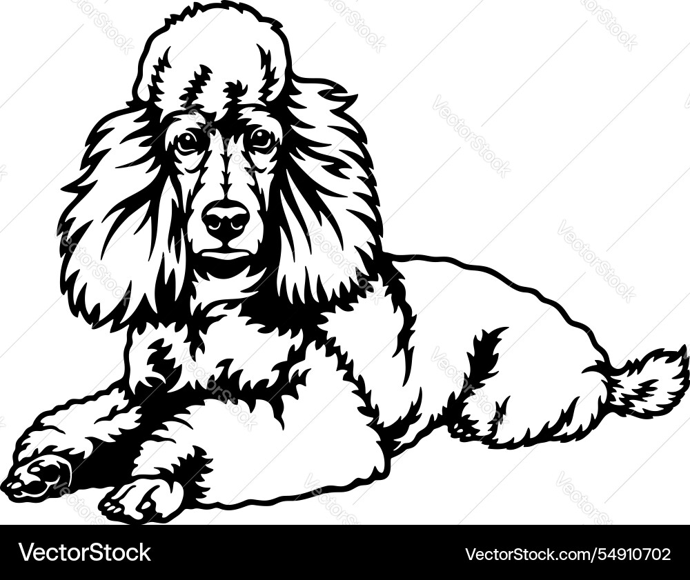 Poodle dog breed - pet cut file Royalty Free Vector Image
