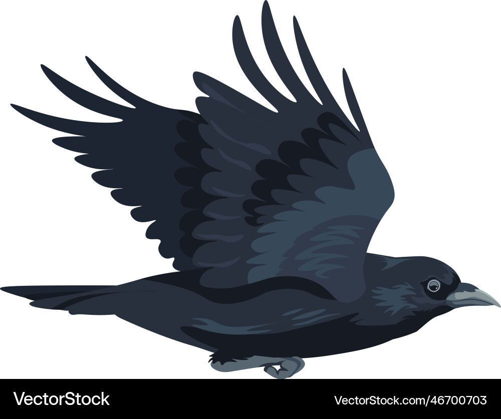 Flying large black bird crow in motion Royalty Free Vector