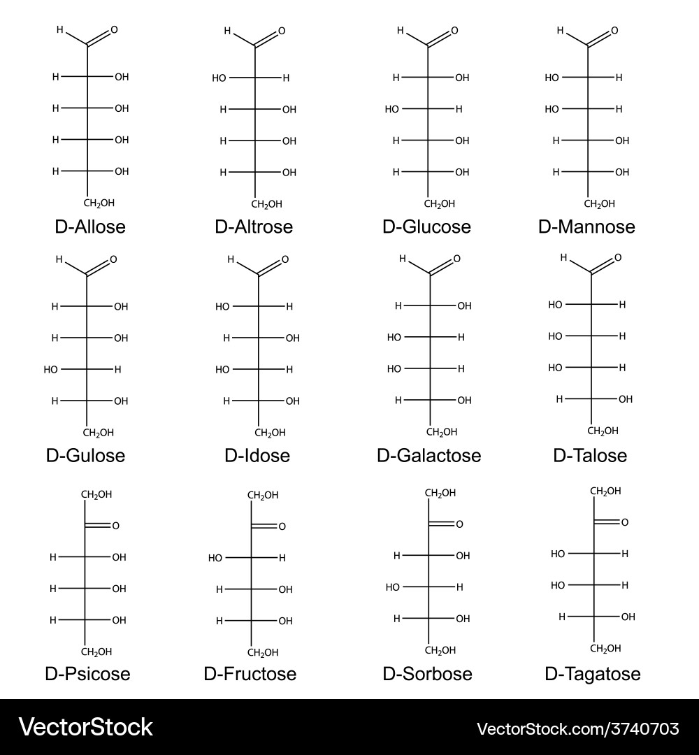 Structural formulas of main monosaccharides Vector Image