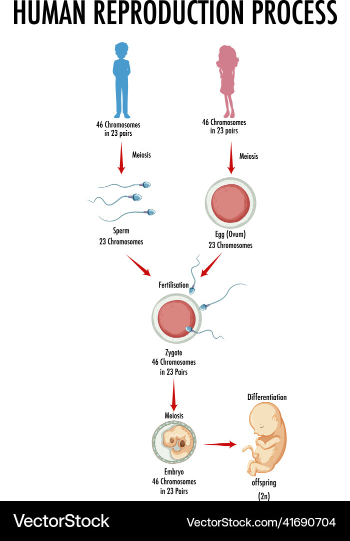 Diagram showing human reproduction process Vector Image