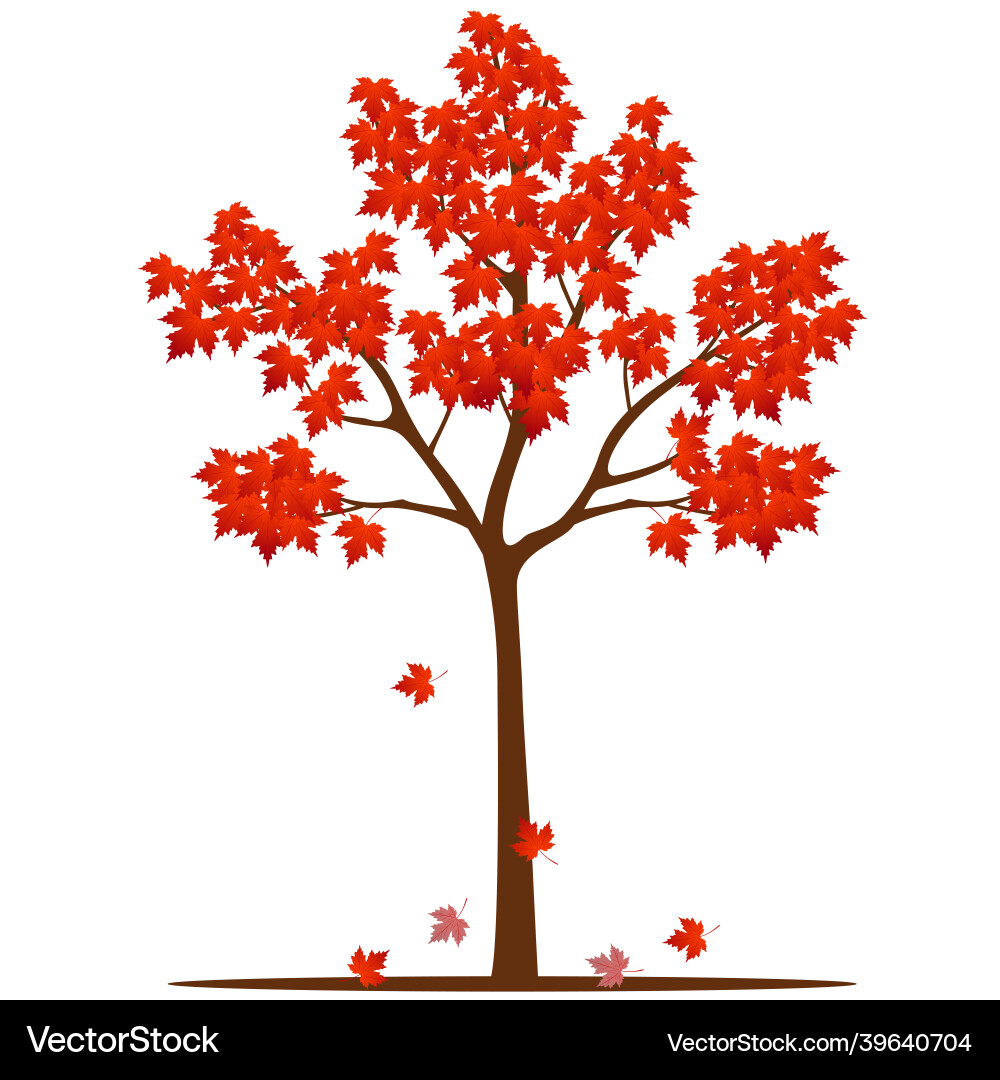 Maple tree in autumn isolated Royalty Free Vector Image