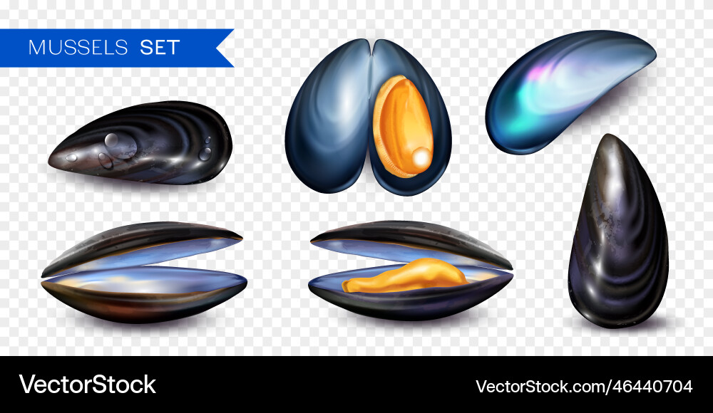 Realistic mussels transparent set Royalty Free Vector Image