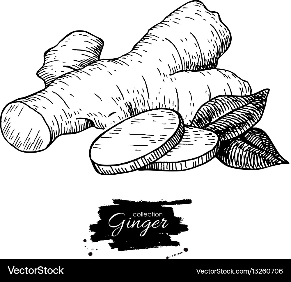 Ginger Root Hand Drawing Royalty Free Vector Image