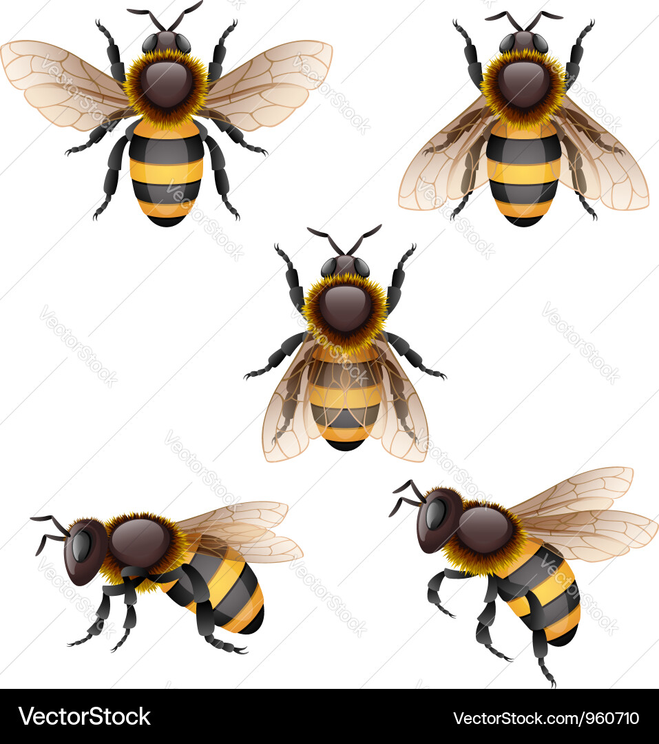 Bumblebee Vector Images (over 18,000)