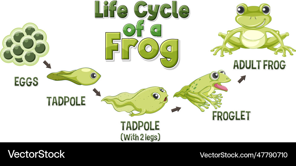 Frog Life Cycle - Tadpole to Adult Royalty Free Vector Image