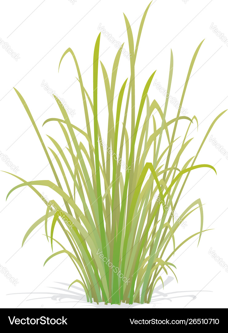 Large tuft grass Royalty Free Vector Image - VectorStock
